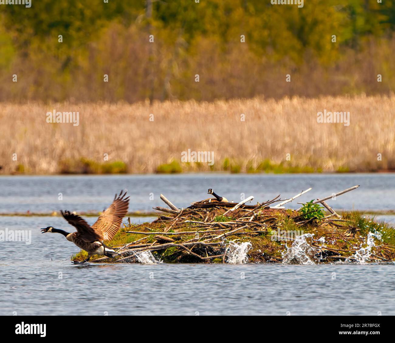 Canadian Geese protecting their nest on a beaver lodge. Flying by the ...