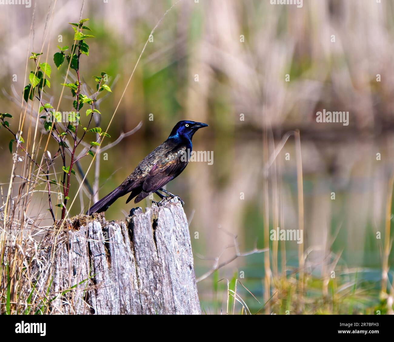 Common Grackle close-up side view perched on a stump with blur ...