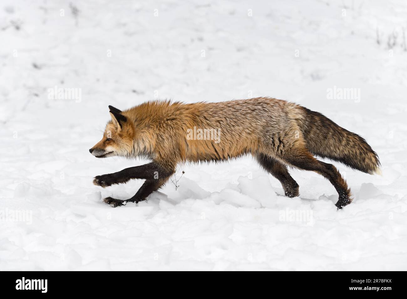 Red Fox (Vulpes vulpes) Runs Left Front Paw Up Winter - captive animal ...