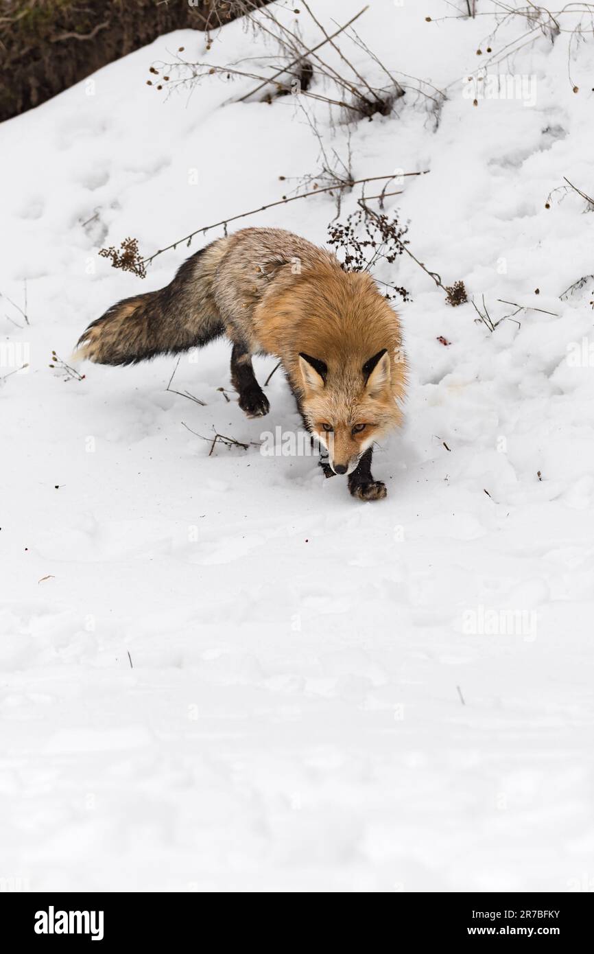 Red Fox (Vulpes vulpes) Steps Down Embankment Back Paw Up Winter ...