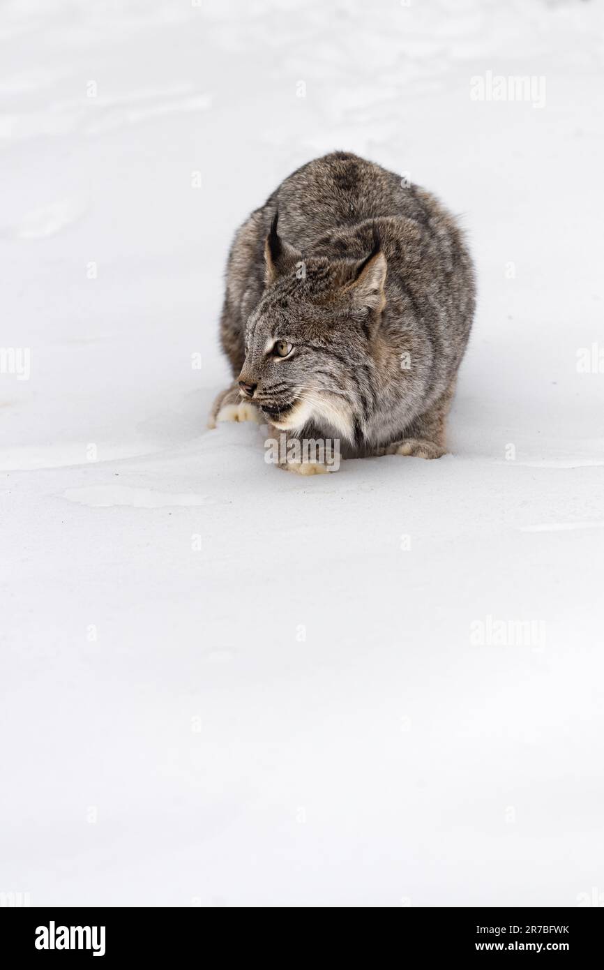 Canadian Lynx (Lynx canadensis) Sits in Snow Looking Left Mouth Open ...