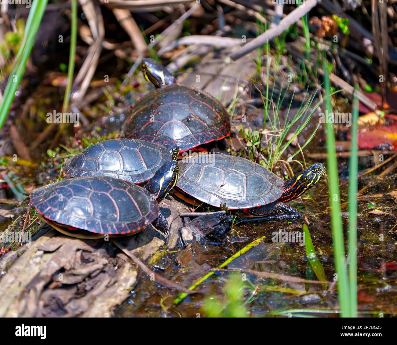 Group of painted turtle standing on a moss log with marsh vegetation in ...