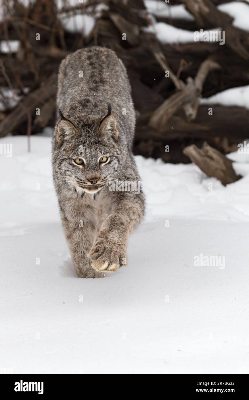 Canadian Lynx (Lynx canadensis) Stalks Forward Paw Up Winter - captive ...