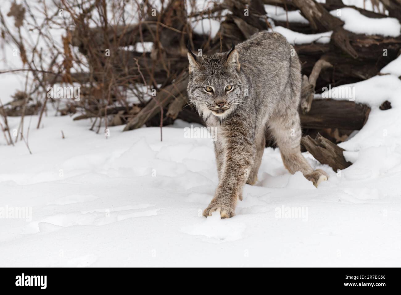 Canadian Lynx (Lynx canadensis) Steps Forward From Root Bundle Winter ...