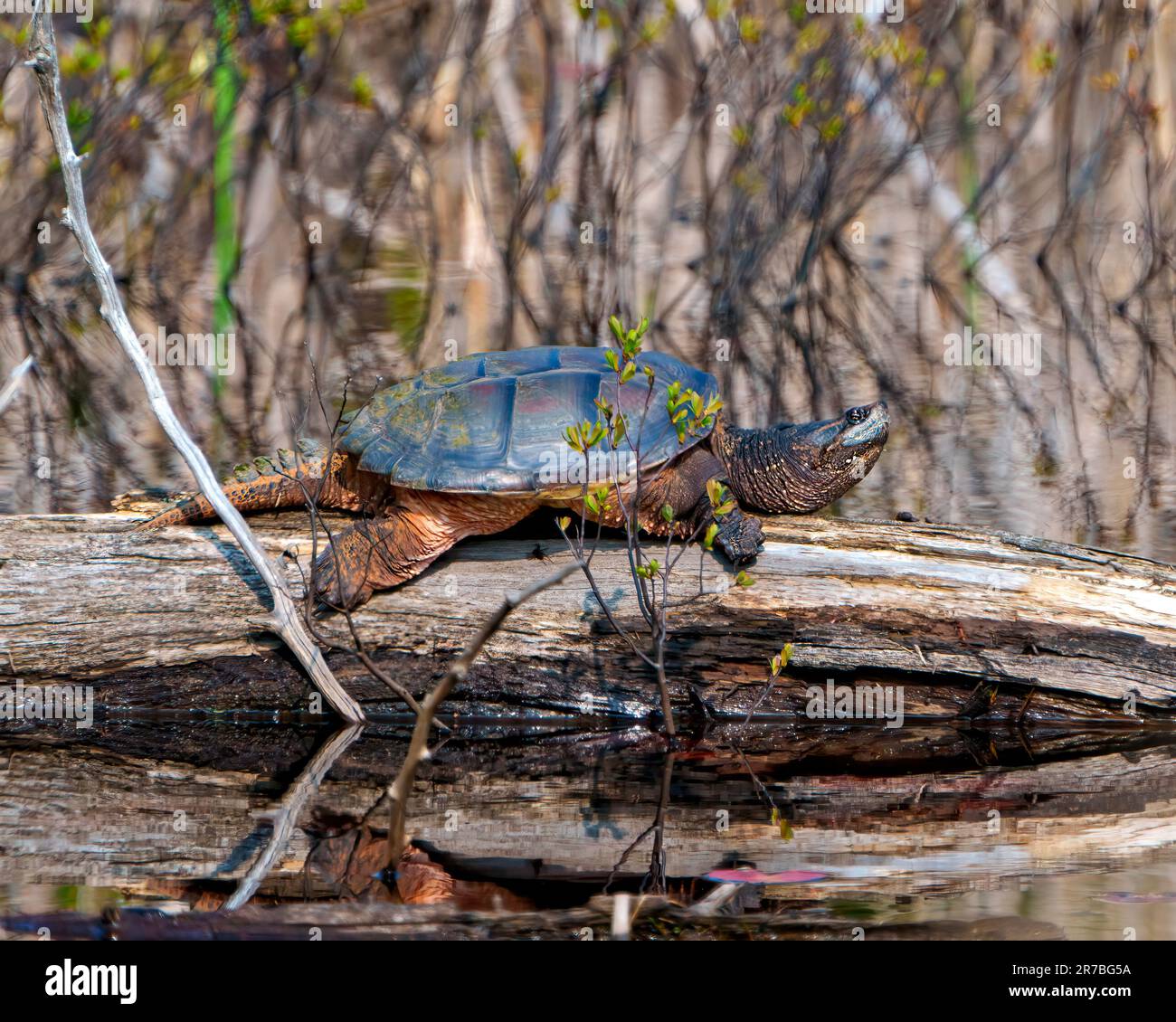 Snapping turtle close-up side view resting on a water log and ...
