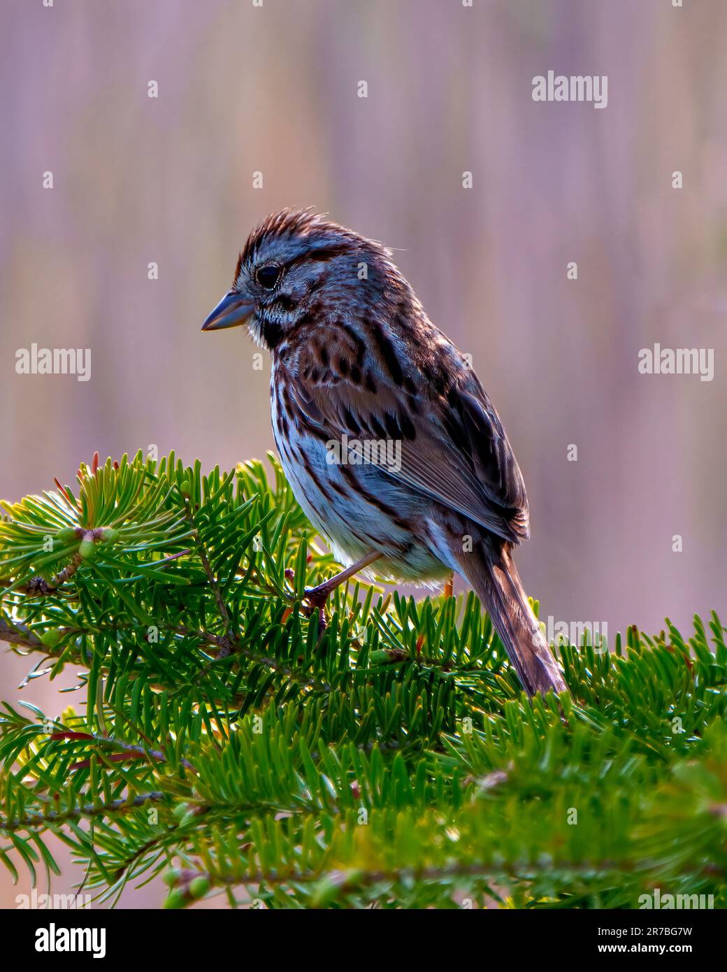 Sparrow close up side view perched on a coniferous tree branch with a ...