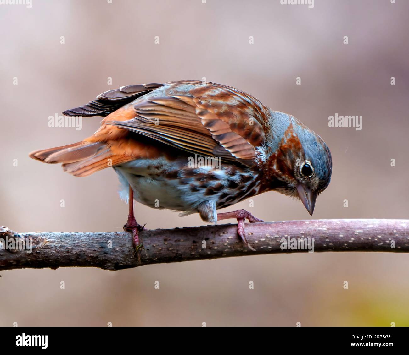 Sparrow close up side view perched on a branch with blur background in ...