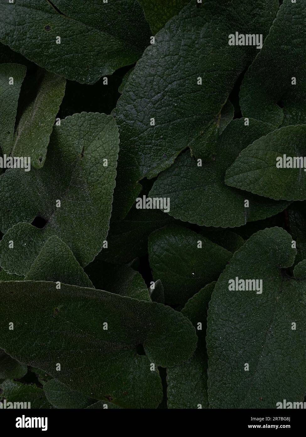 A close up shot of a circular green leafed plant, with the focus on the ...