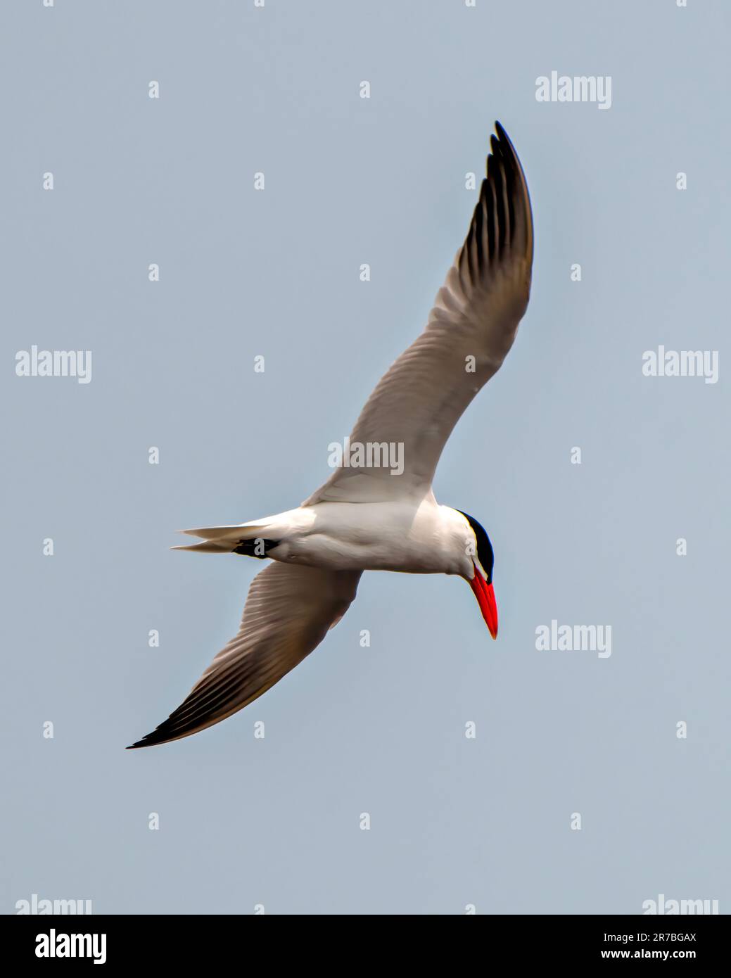 Common Tern flying with blue sky and displaying white wings, orange ...