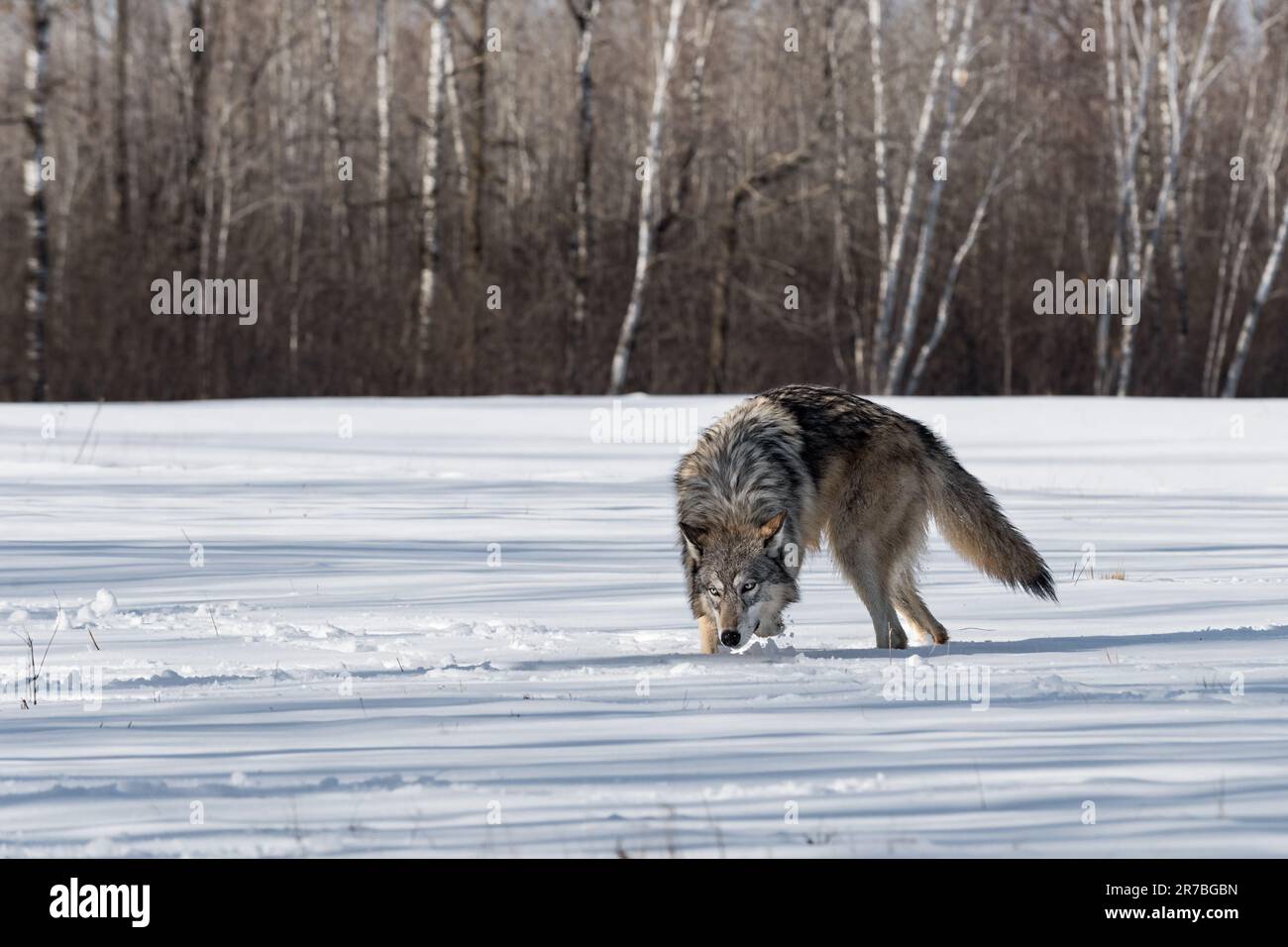 Grey Wolf (Canis lupus) Walks Forward in Field Kicking Up Snow Winter ...