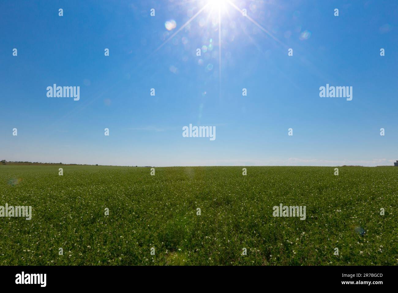 Green field of grass in spring, landscape Stock Photo - Alamy