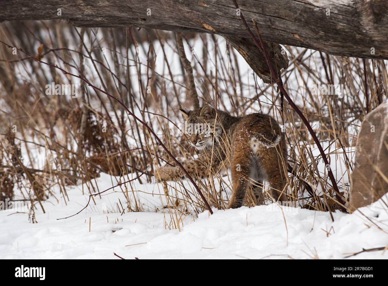 Bobcat (Lynx rufus) Turns to Look Back Grabbing Stalk Winter - captive ...