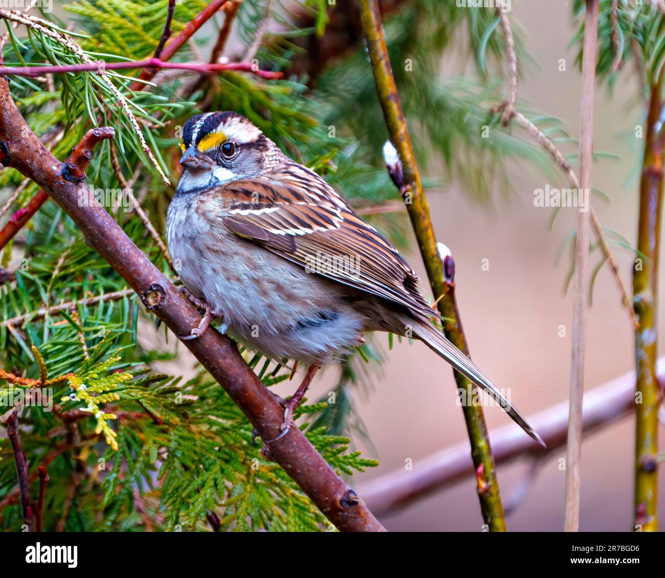 Sparrow close up side view perched on a branch with coniferous forest ...