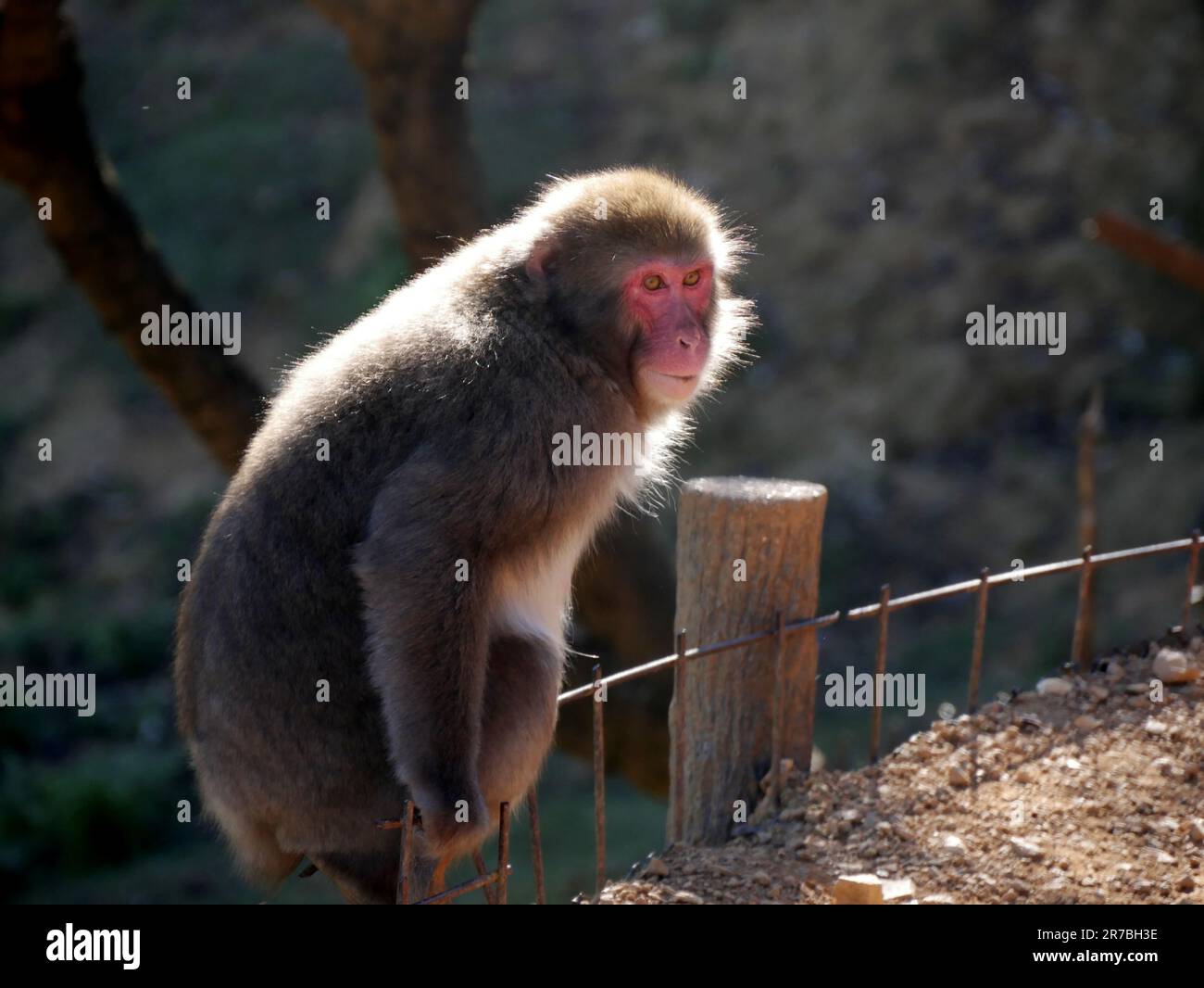 snow monkey in Arashiyama in Kyoto, Japanese Macaque. One macaca ...