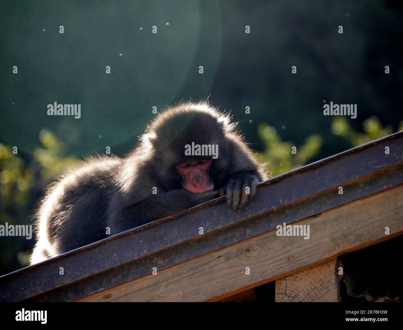 Portrait of isolated snow monkey on the roof with sun beam in ...