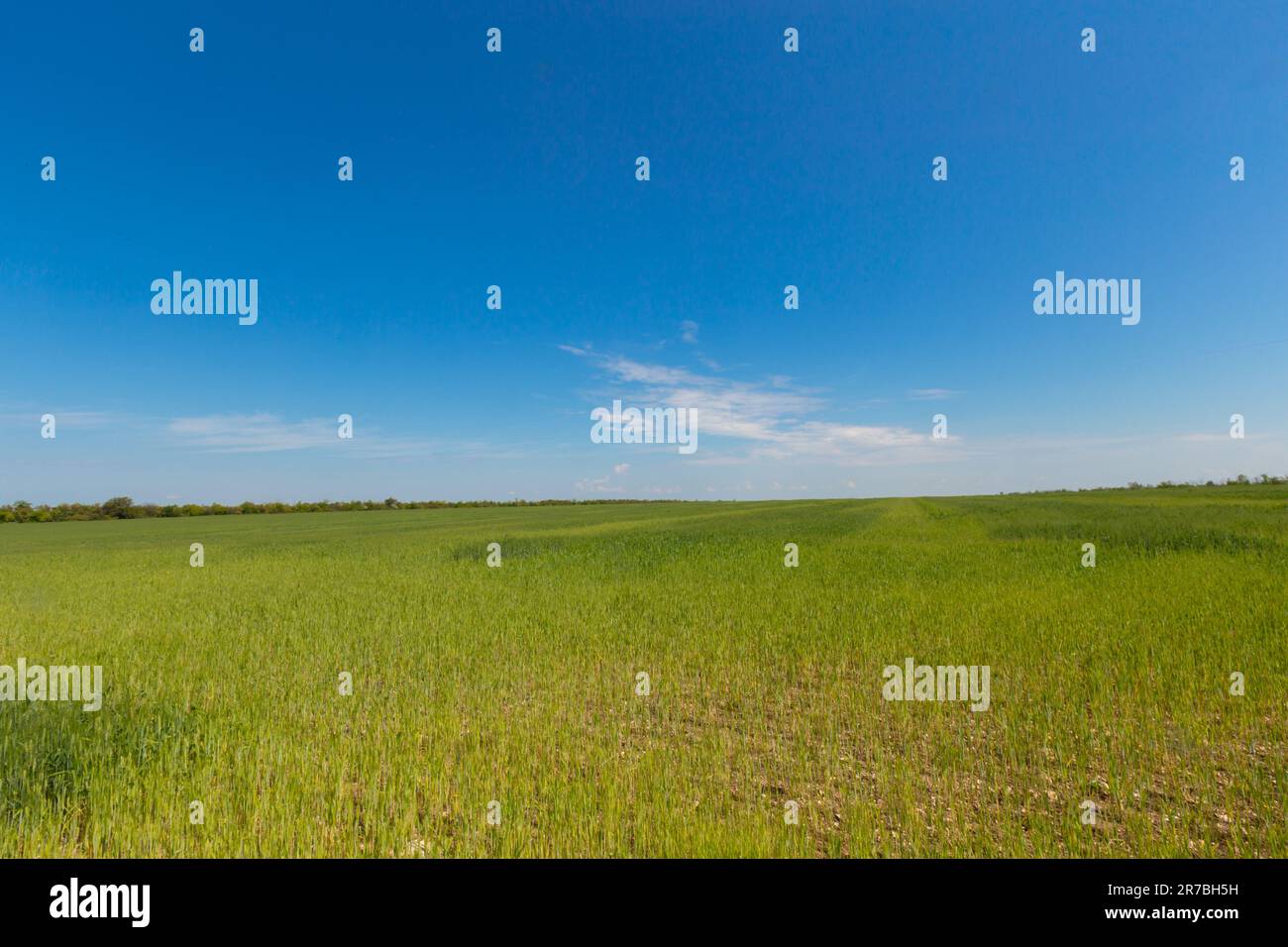 Green field of grass in spring, landscape Stock Photo - Alamy