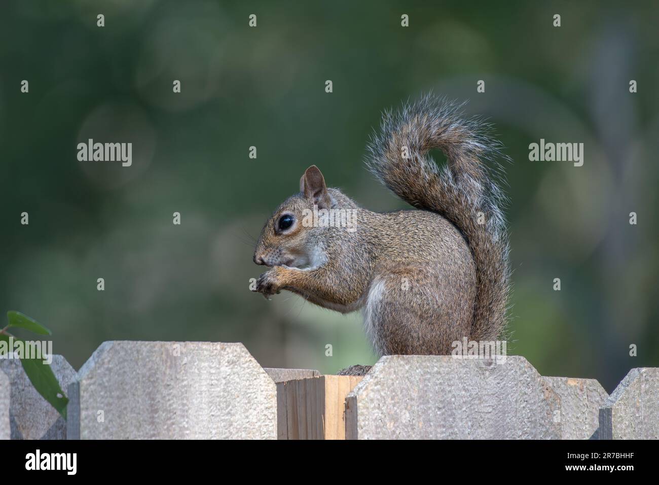 Squirrel looking over fence hi-res stock photography and images - Alamy