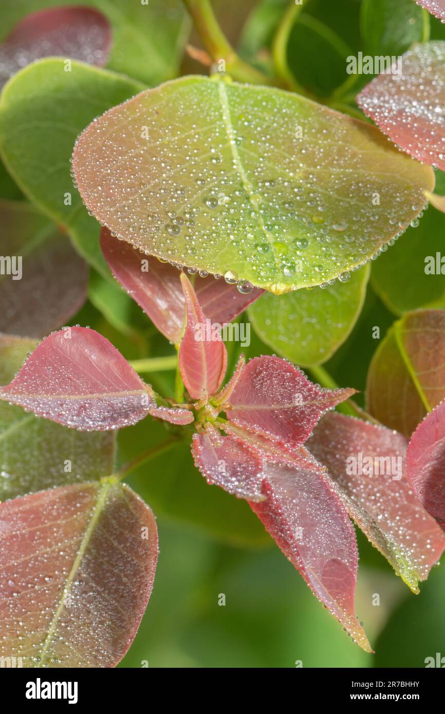 A Chinese tallow tree, Triadica sebifera, covered with dew on a summer ...