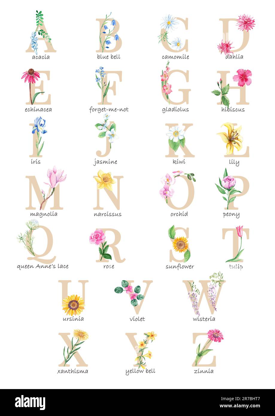 Watercolor hand drawn latin floral, botanical alphabet. Flowers and ABC ...