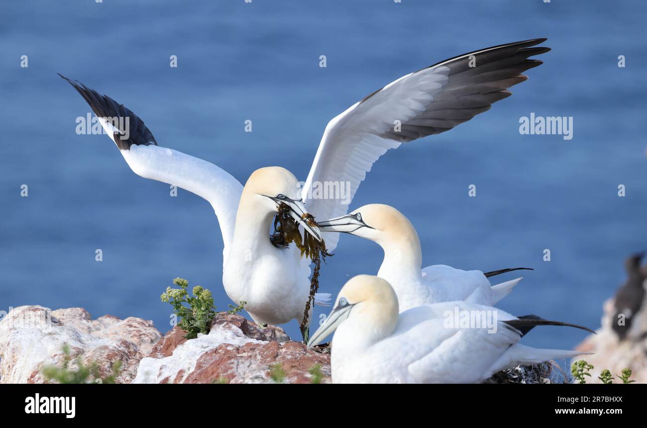 Northern gannet feather in hi-res stock photography and images - Alamy