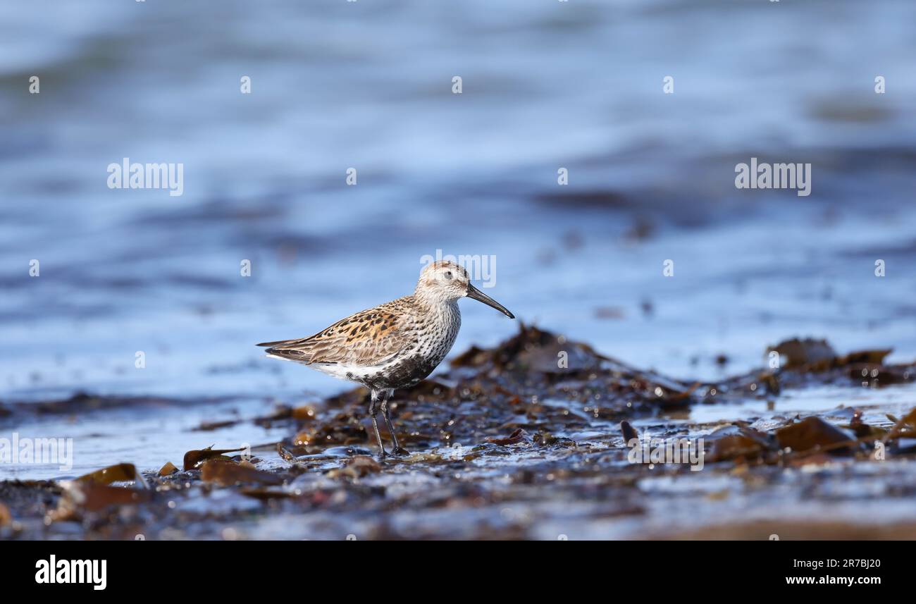European breeding birds hi-res stock photography and images - Alamy