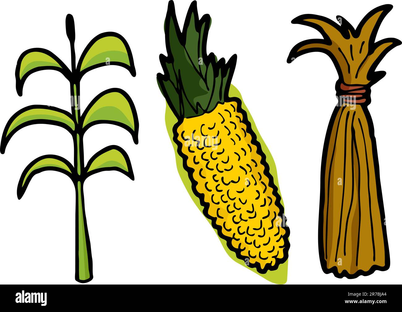 Dead plant stalk Stock Vector Images - Alamy