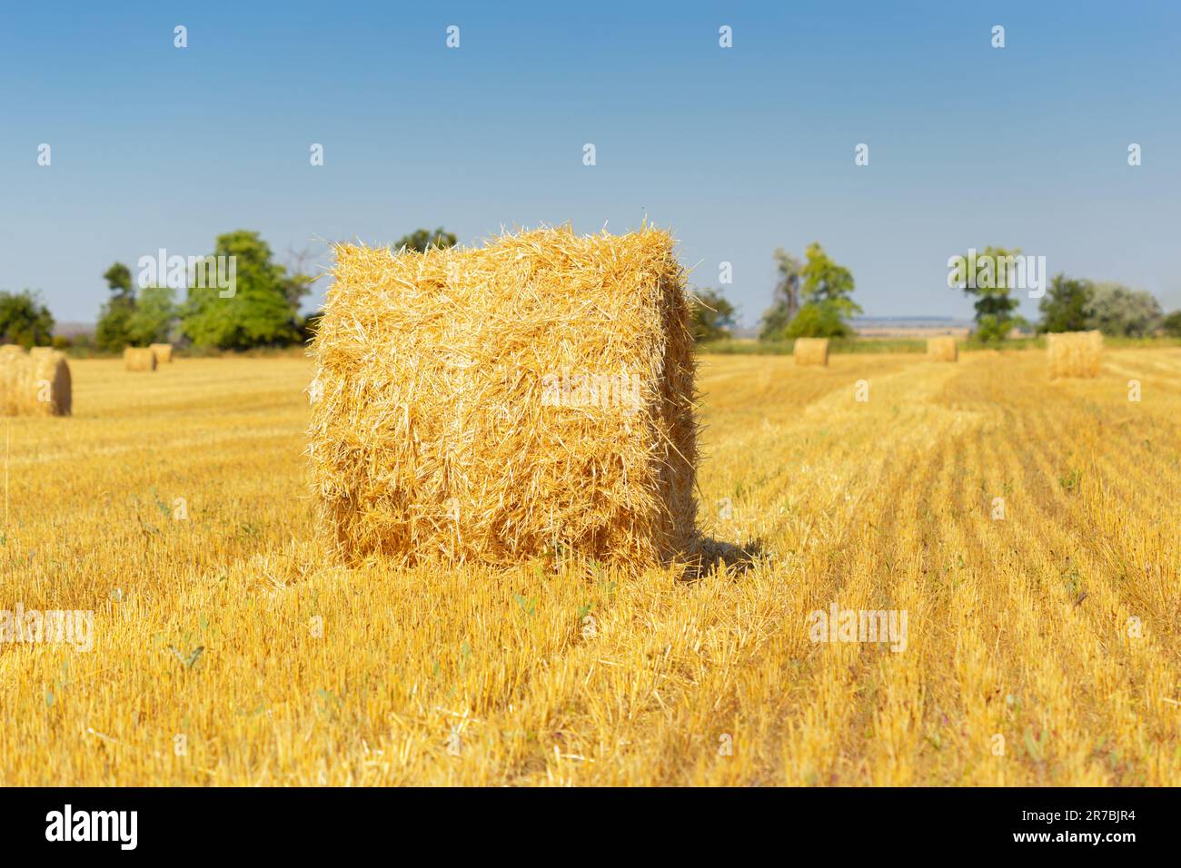 Golden hay bales in countryside Stock Photo - Alamy
