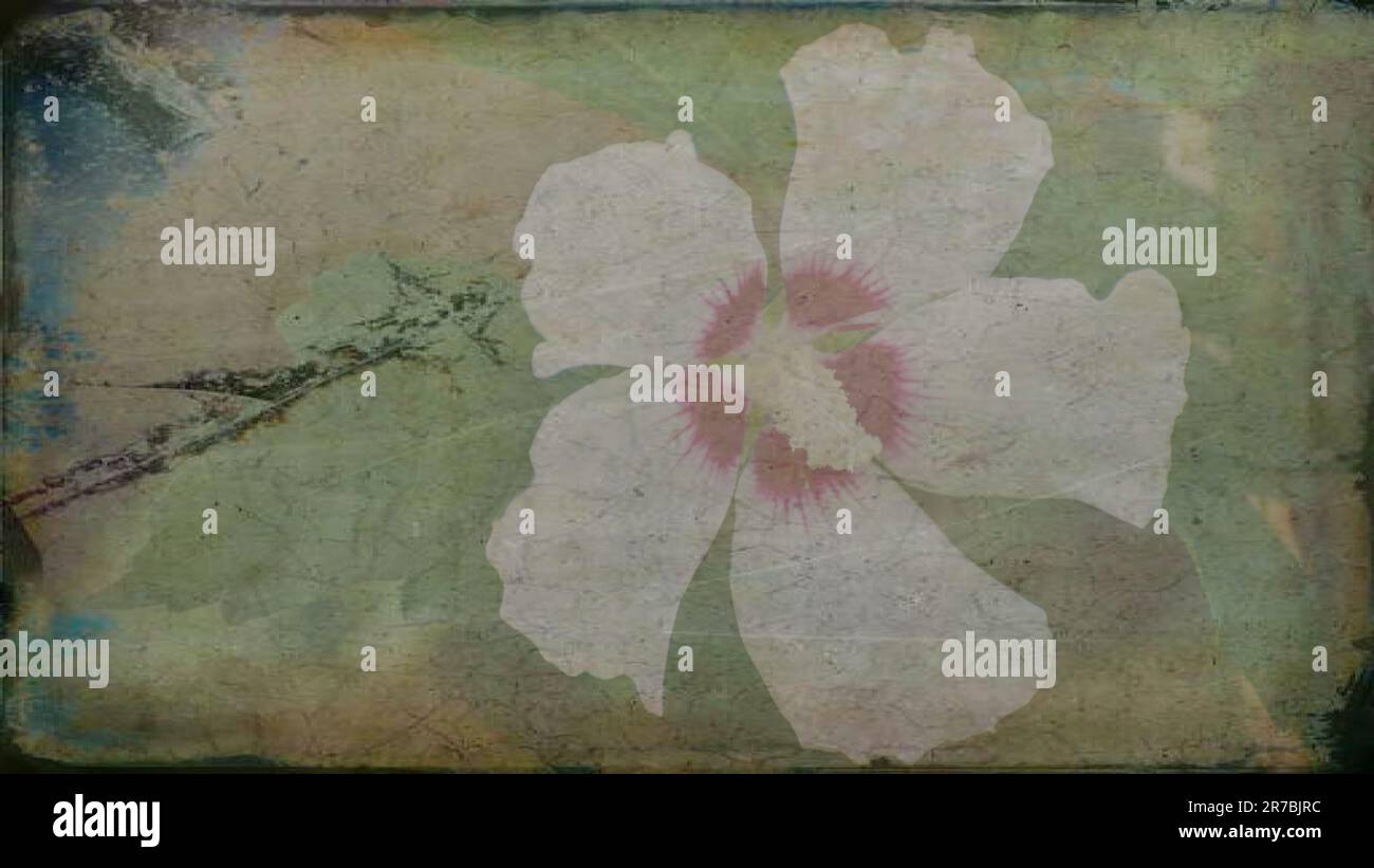 Graphic resource background template of white flower in bloom Stock ...