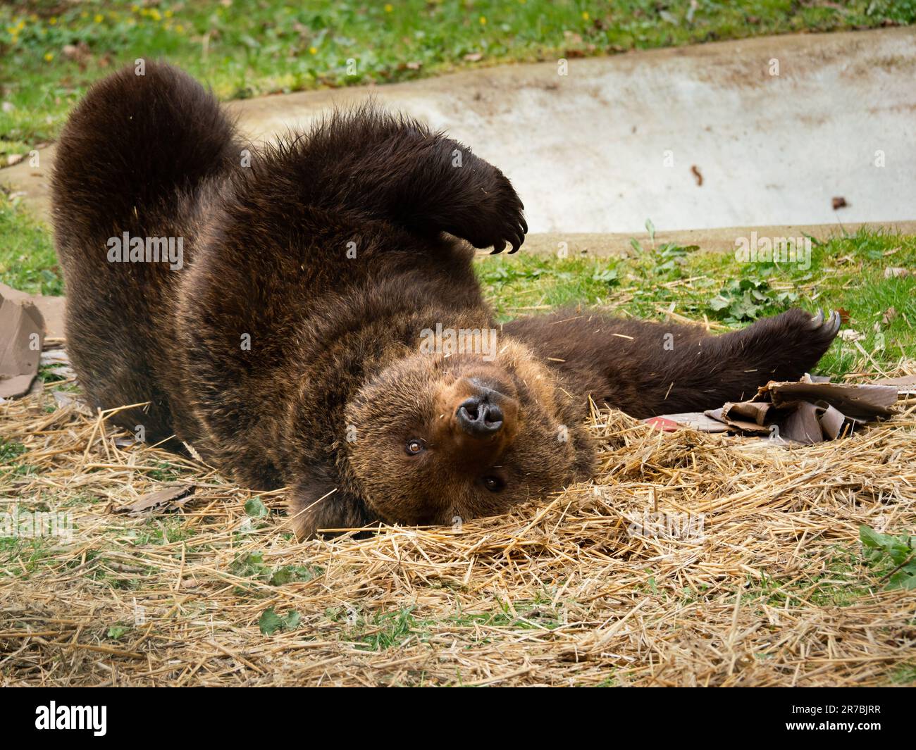 Playful brown bear lying on the back and looking at the camera. Cute ...