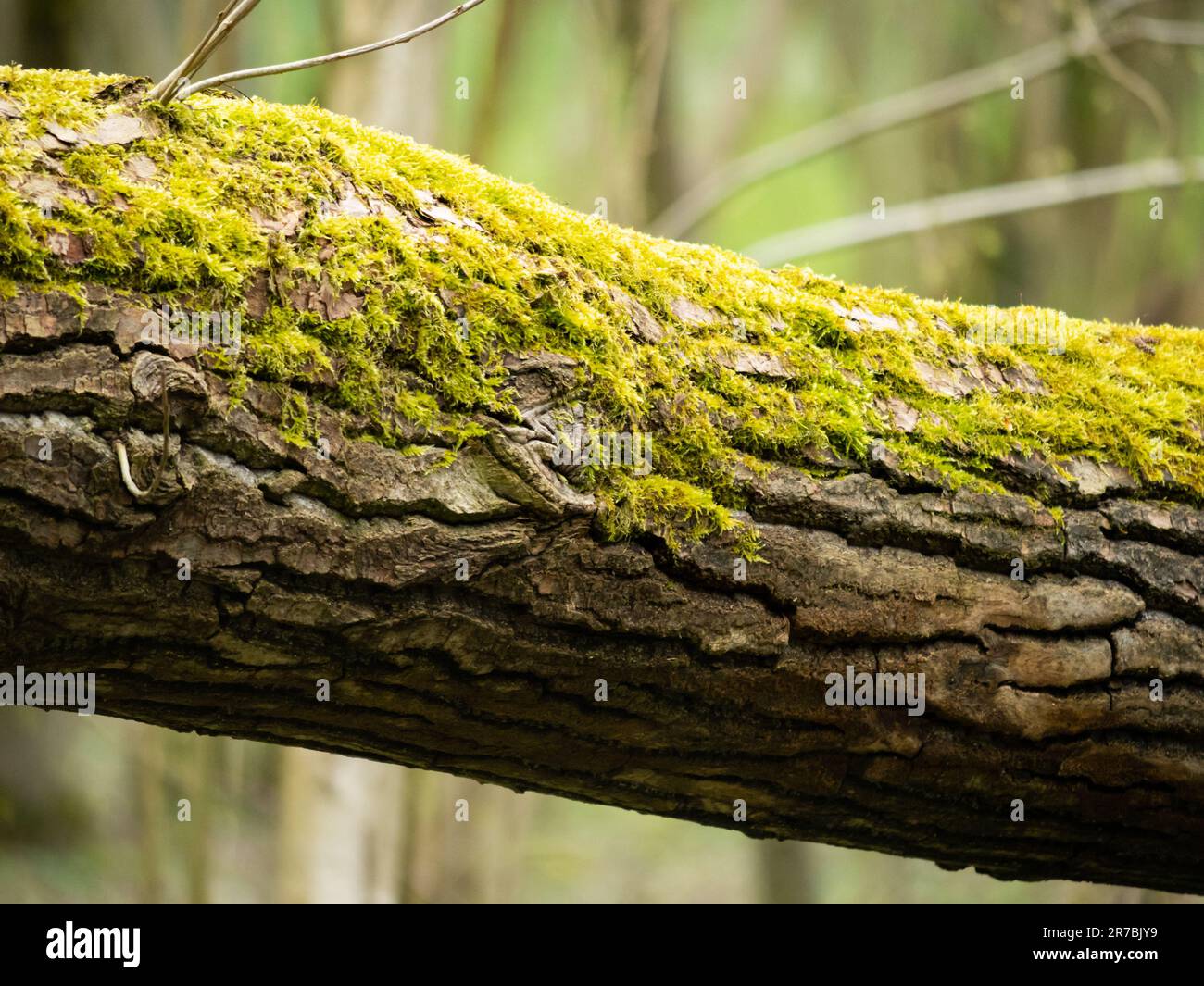 Tree bark with moss on the surface. Fallen tree in the forest. Close-up ...