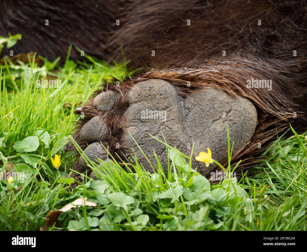 Hind paw of a brown bear (ursus arctos). Paw with short claws lying on ...