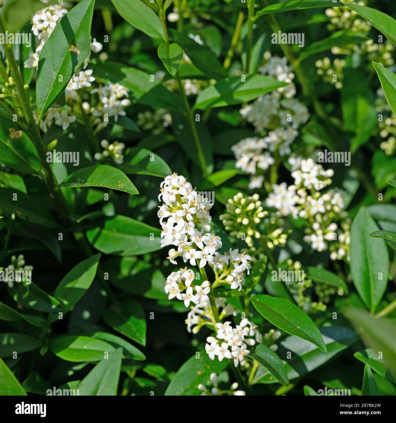 Flowering privet, Ligustrum, in early summer Stock Photo - Alamy