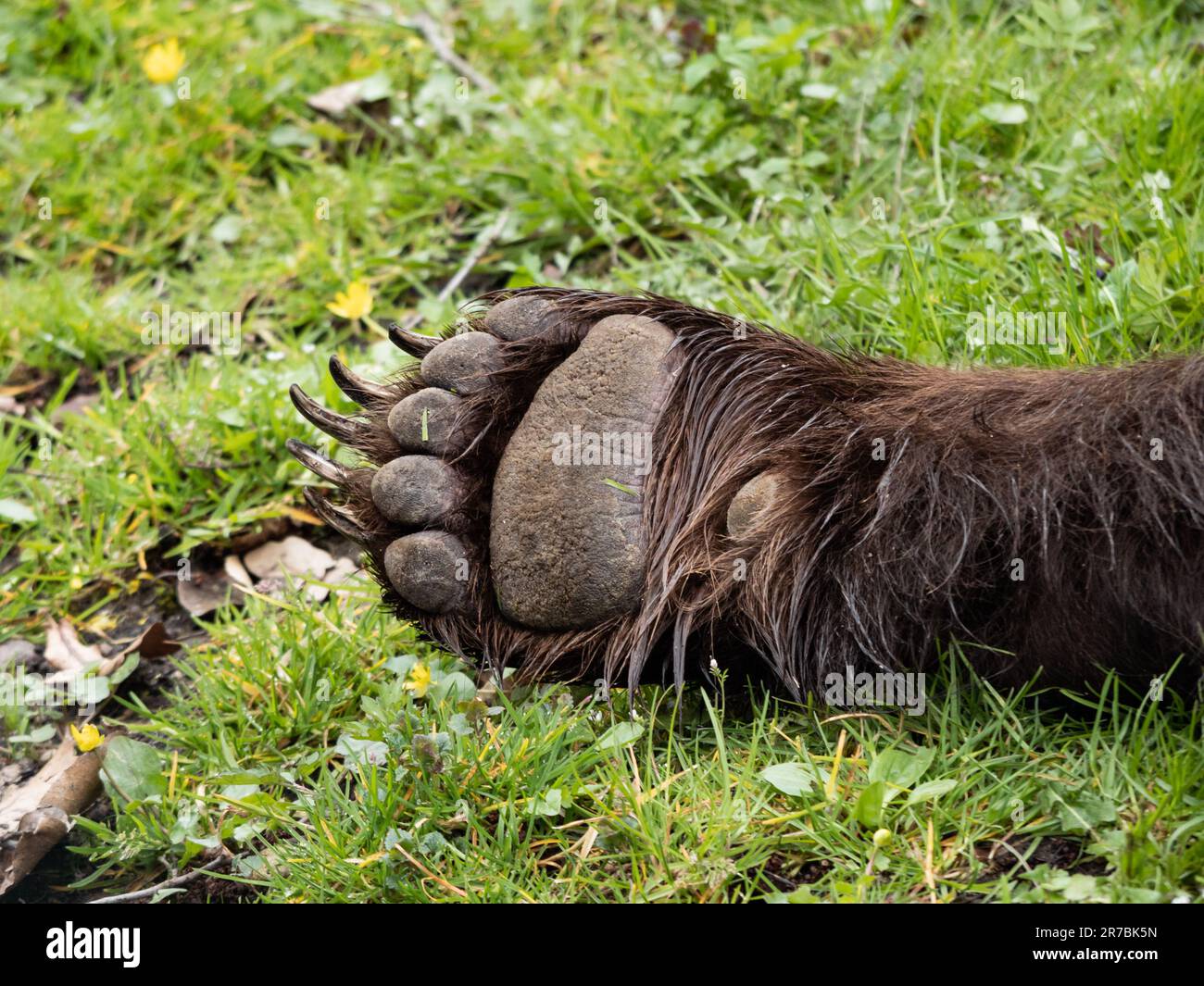 Anatomy of the bear hi-res stock photography and images - Alamy
