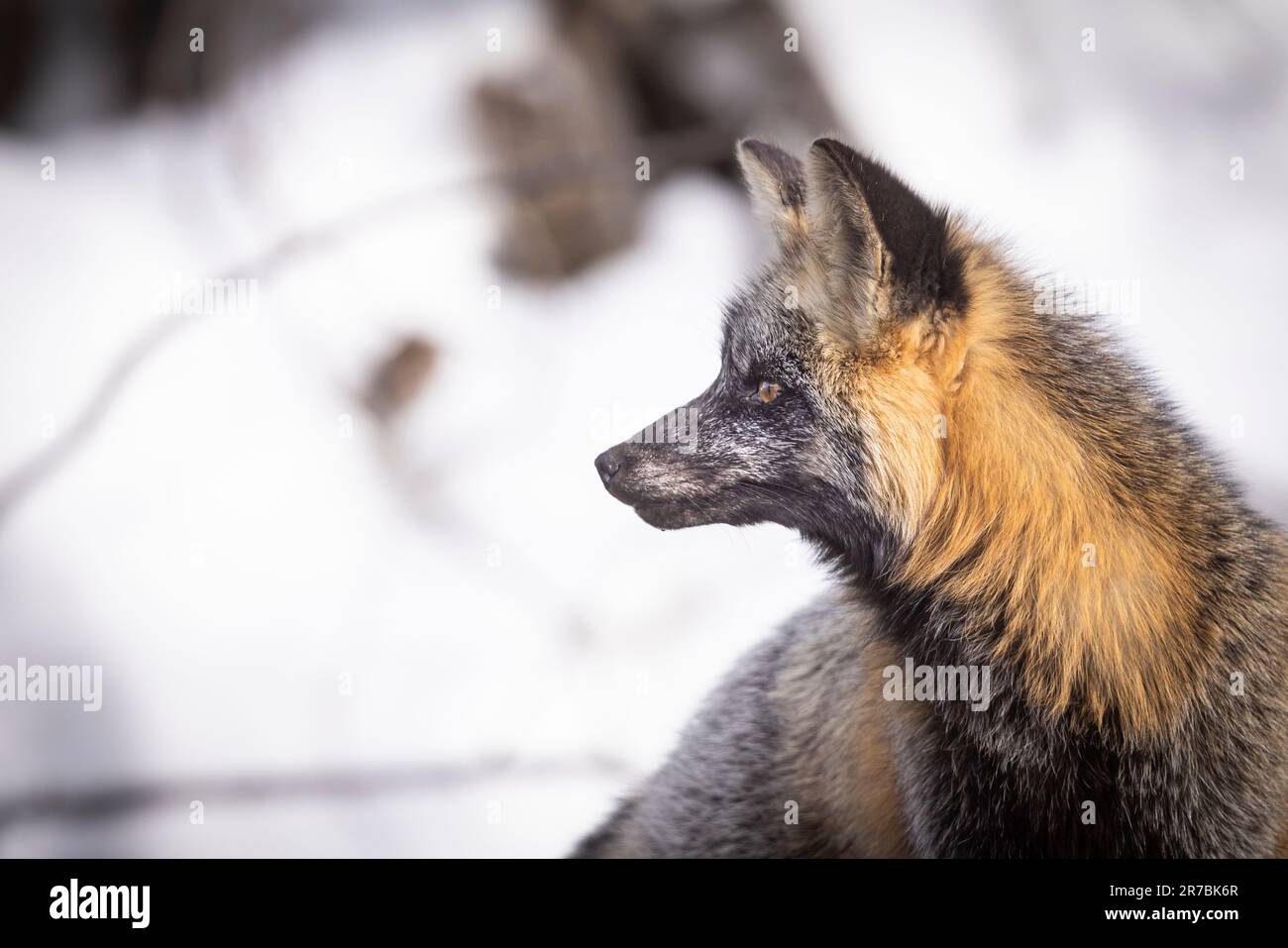 A majestic cross fox in front of a picturesque wintery forest during ...