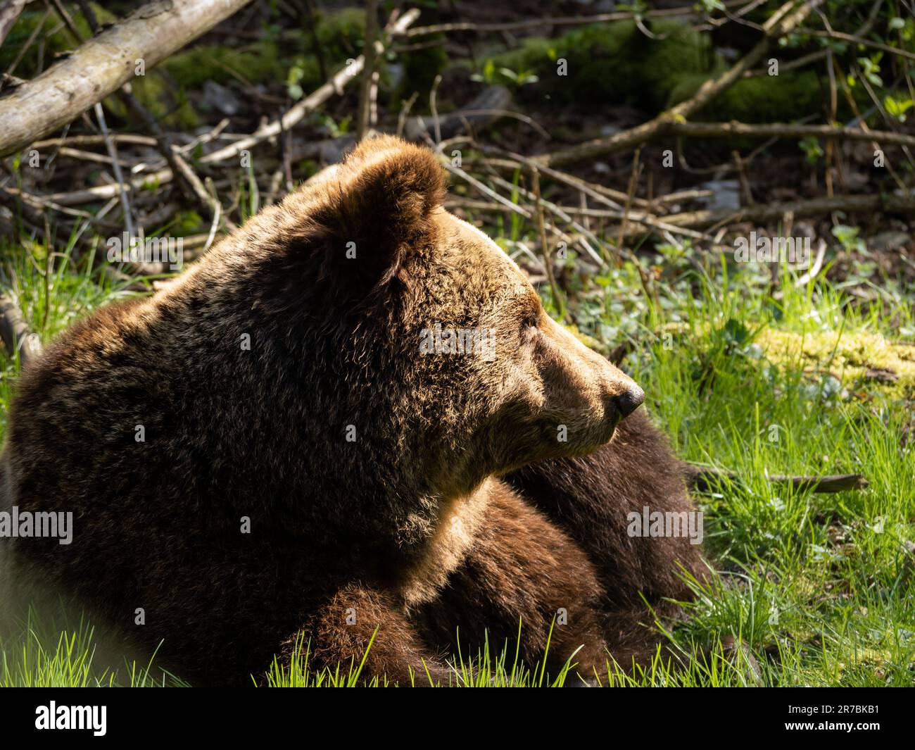 Lying brown bear is relaxing in the warm sunlight. Ursus arctos in a ...