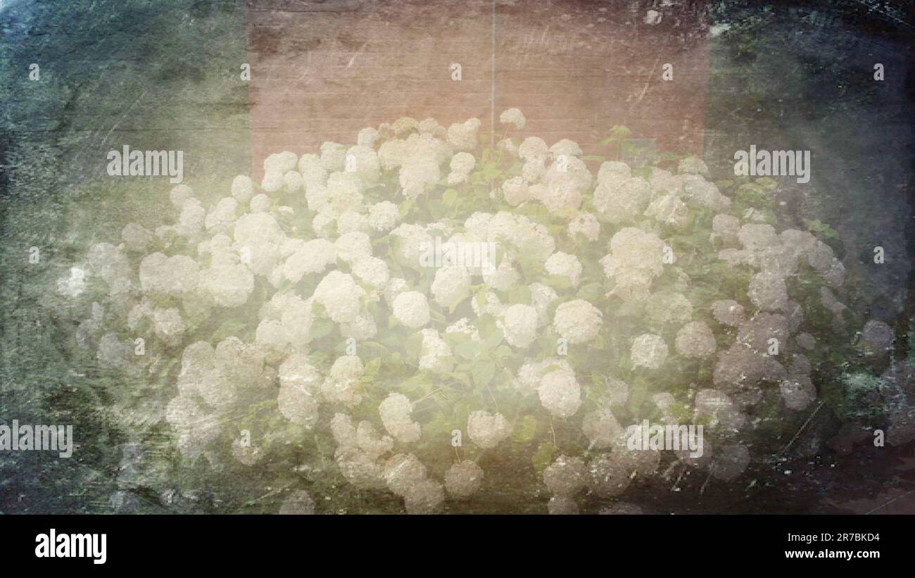 graphic resources background template of flowers in bloom Stock Photo ...