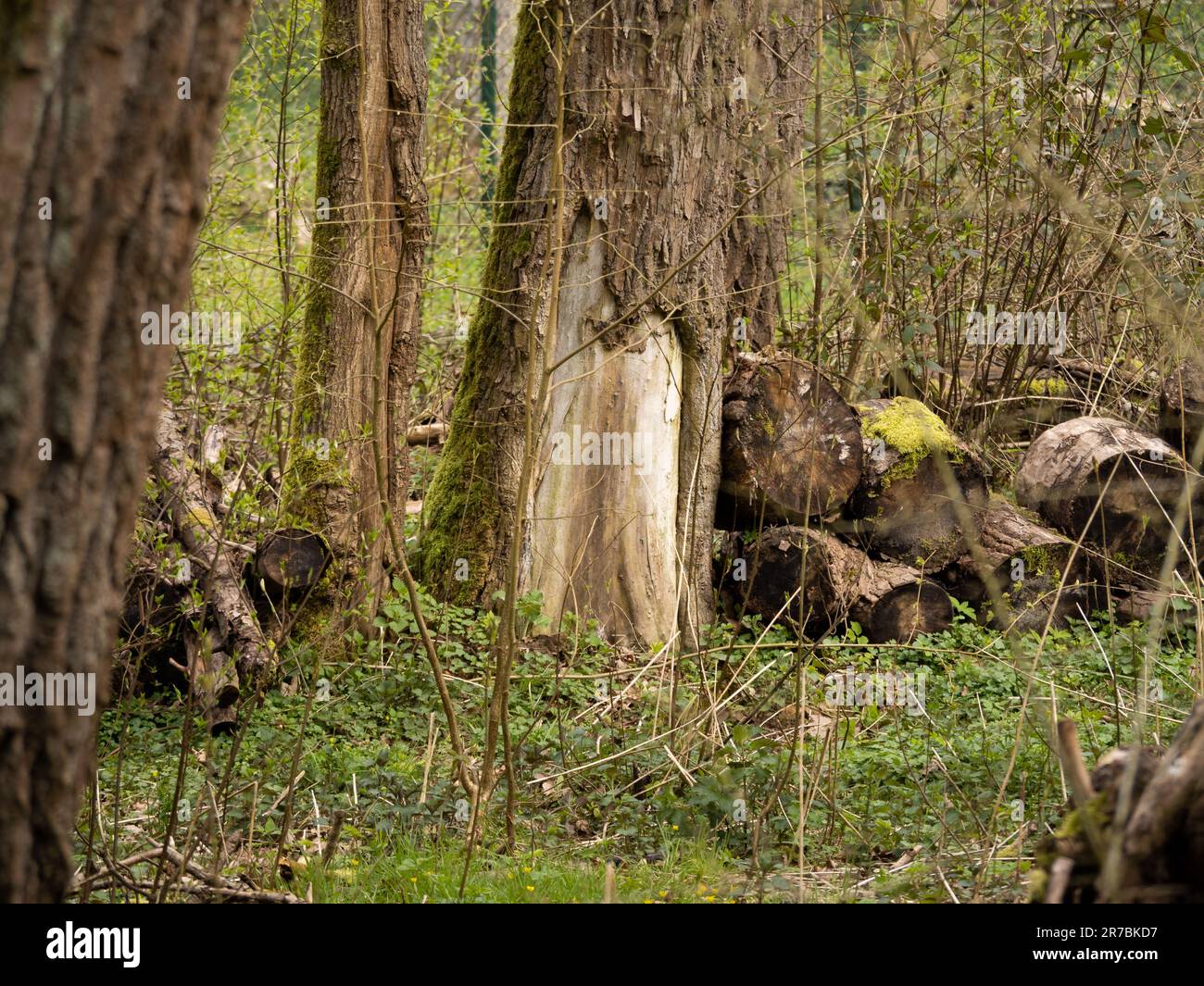 Marked tree in a brown bear territory. Damage on a tree bark caused by ...