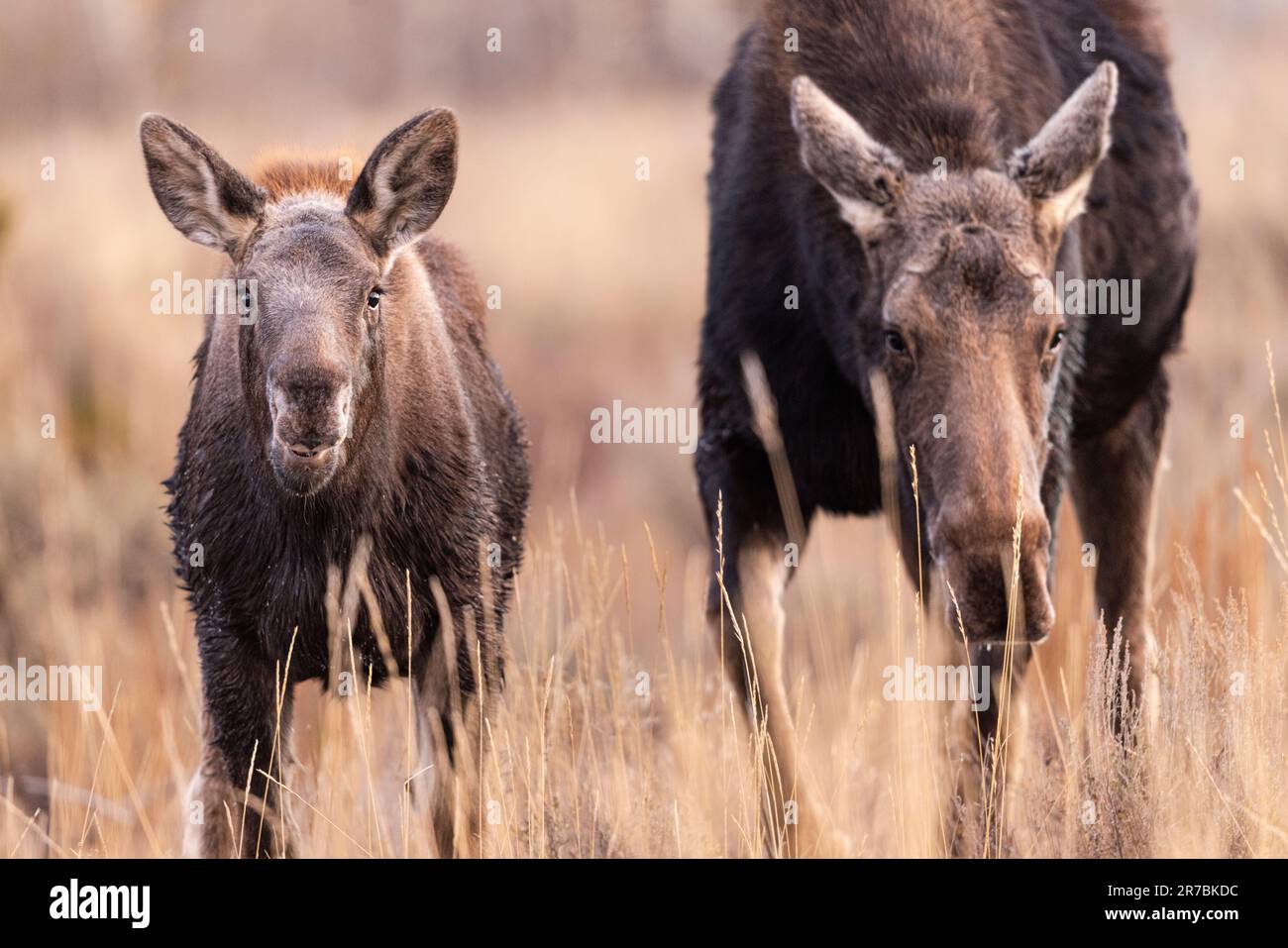Two moose, standing in a sunlit field of tall grass, are walking ...