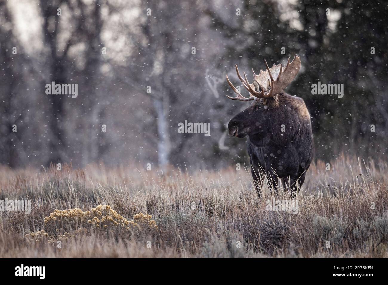 Tranquilizing animals hi-res stock photography and images - Alamy