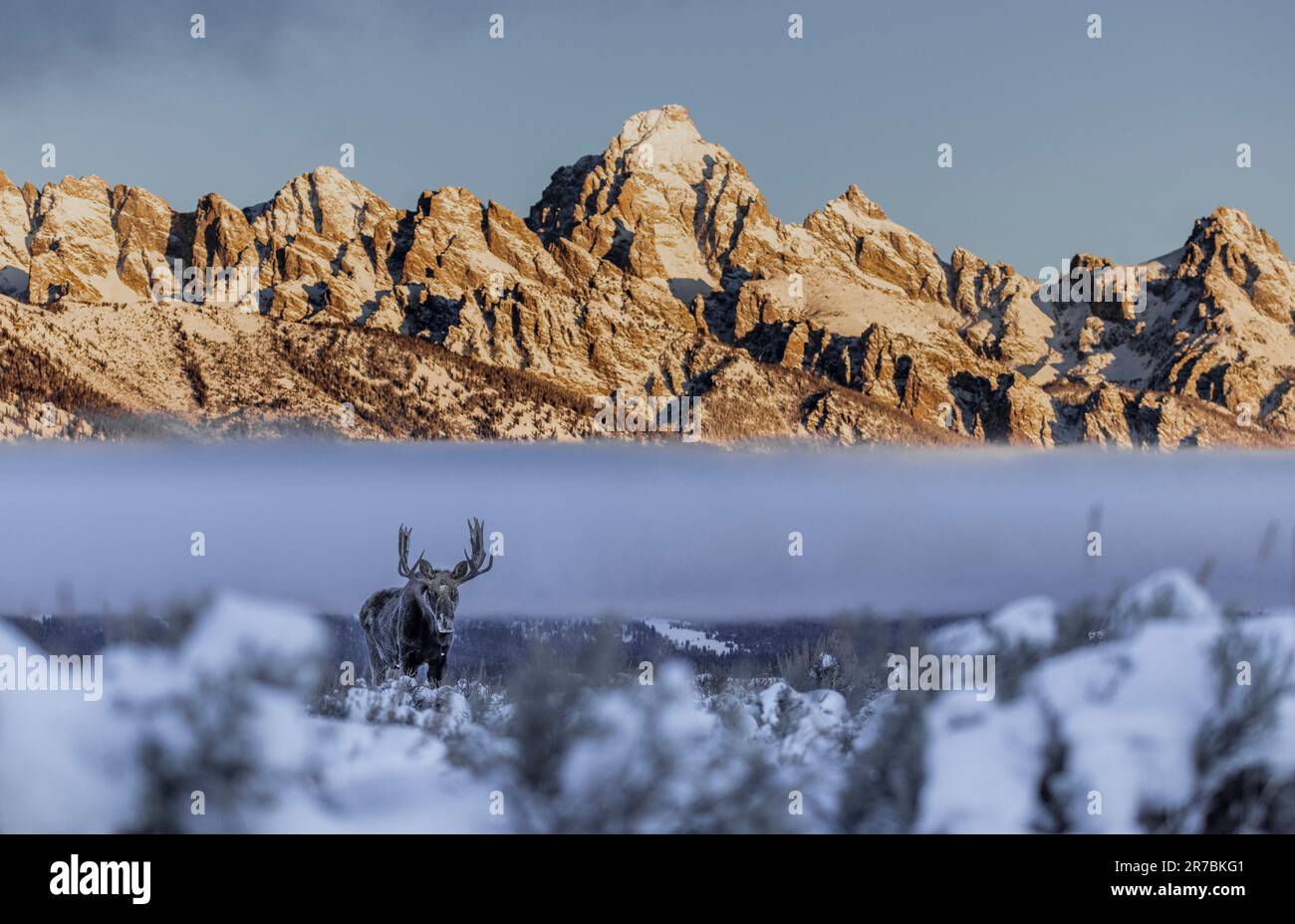 A majestic deer stands in the snow in front of a dramatic mountain ...