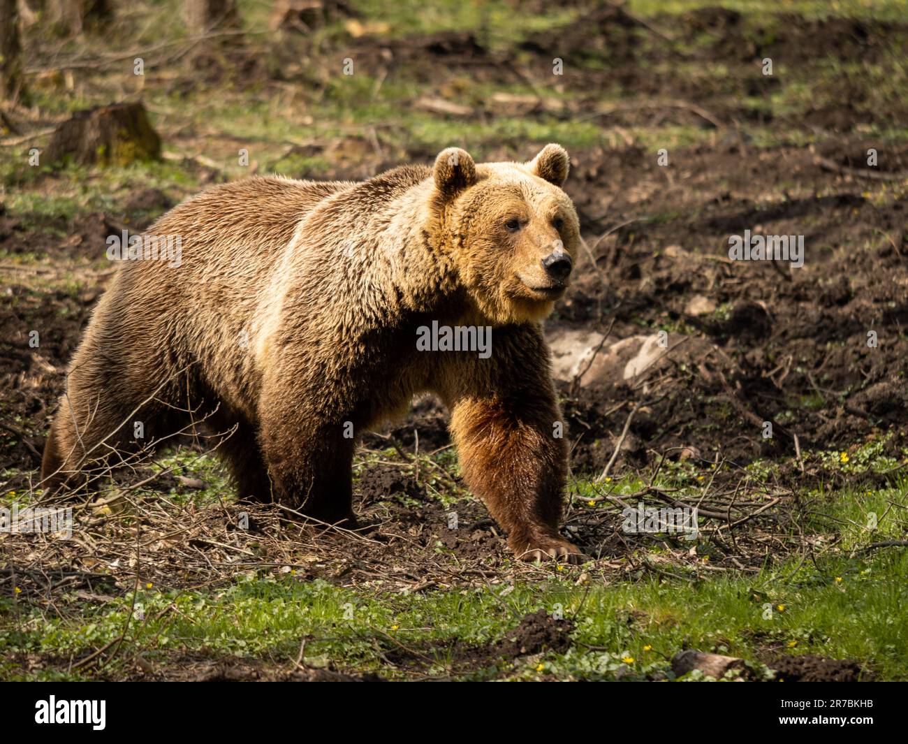 Brown bear (Ursus arctos) in a forest. The environment was modified by ...