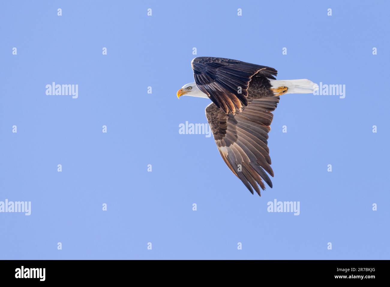 A majestic bald eagle soaring through the sky with its wings spread ...