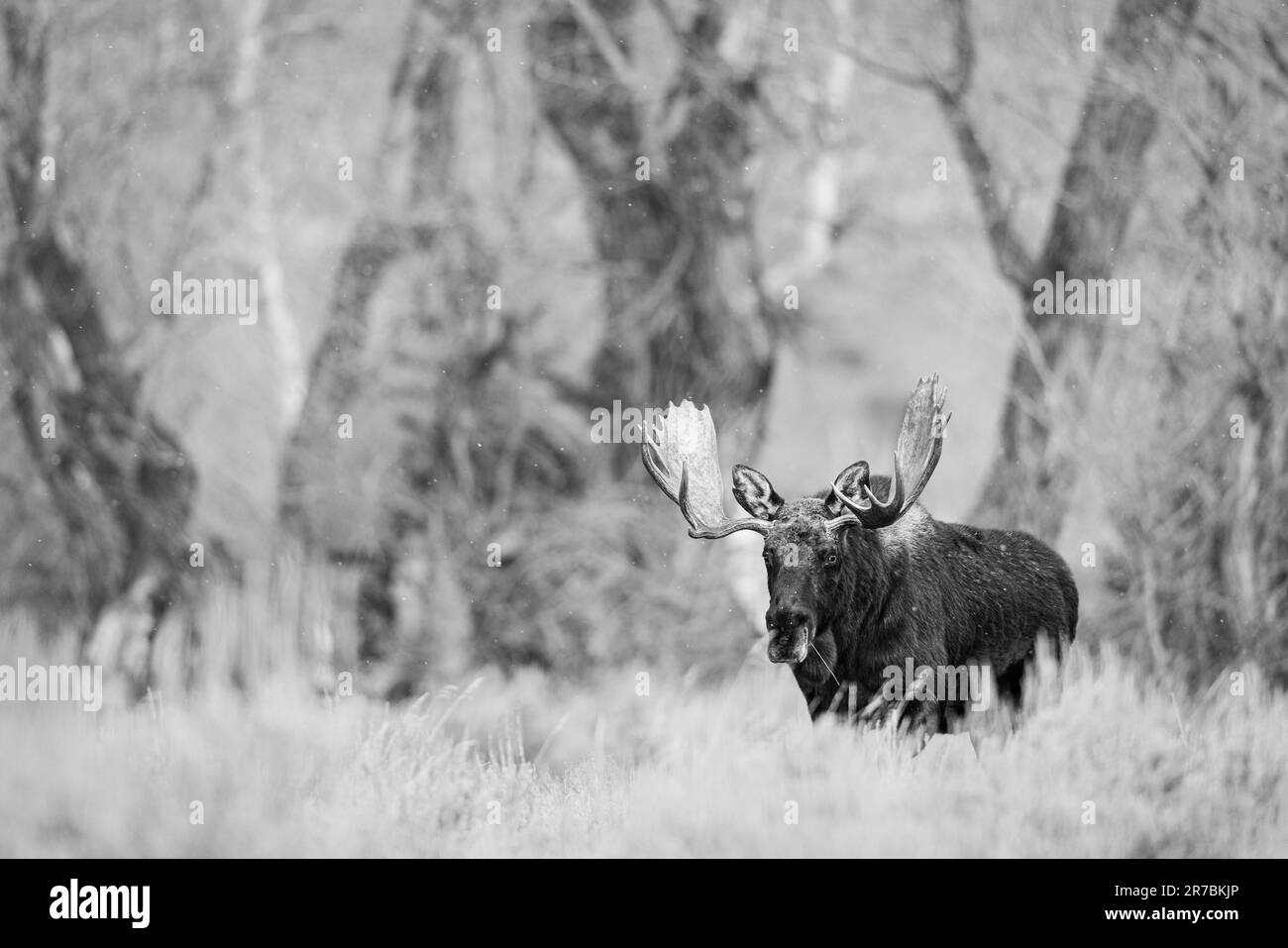 A grayscale of a moose standing in a lush green field surrounded by ...