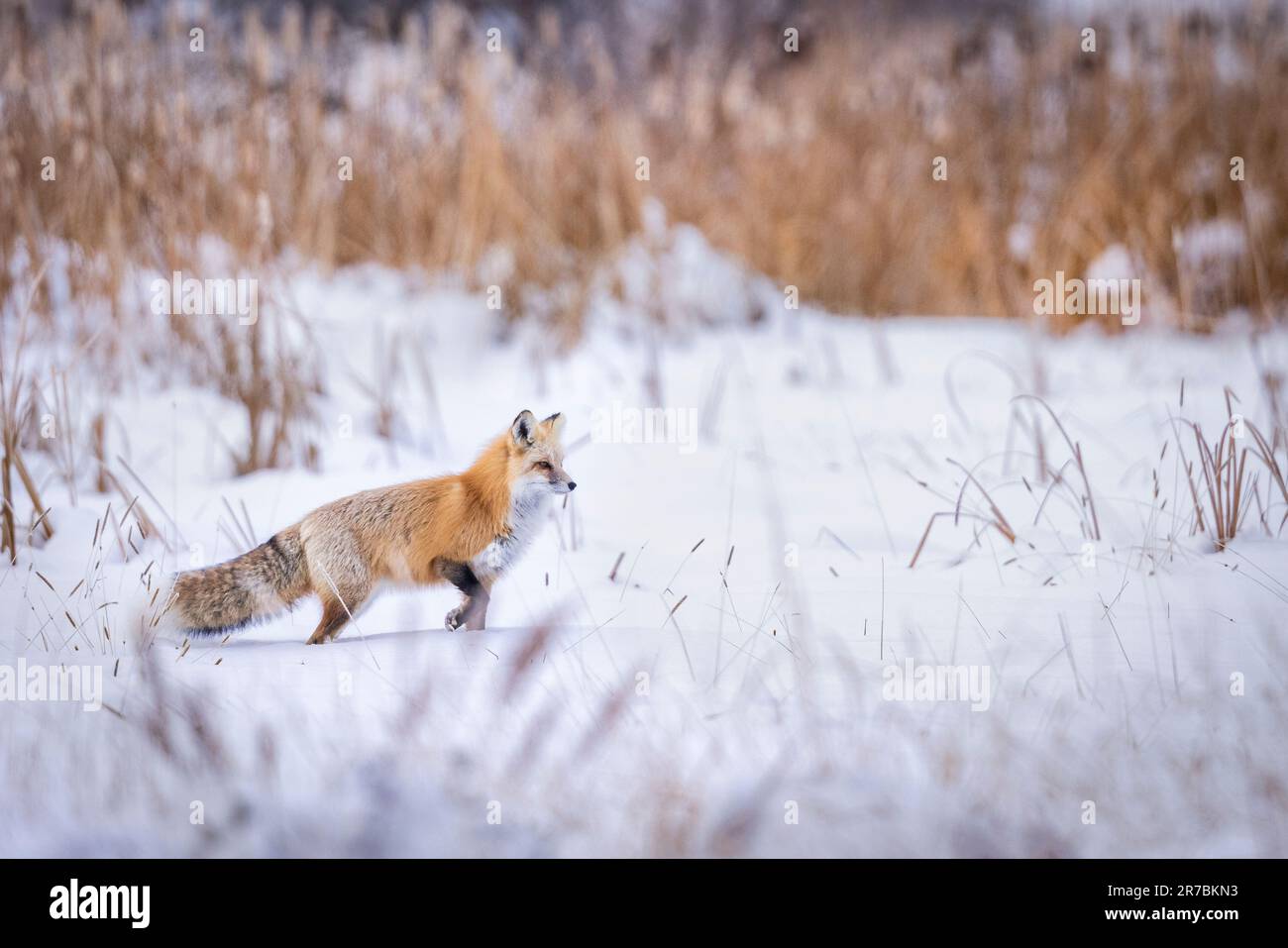 A red fox running through a snow-covered meadow of tall grass in the ...