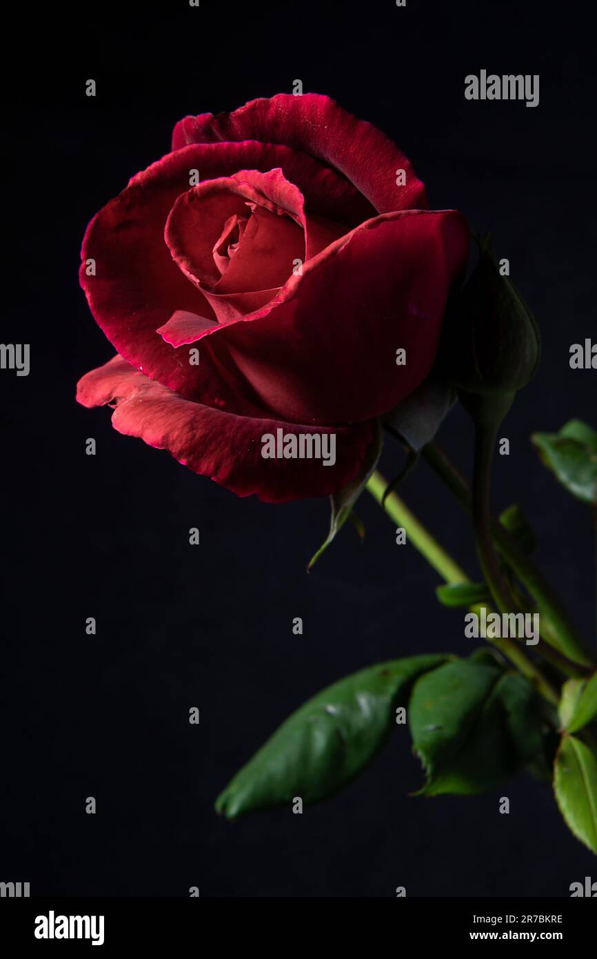 red rose on black background Stock Photo - Alamy