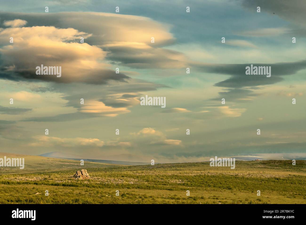 Arctic Alaska, Tundra, Spring wildflowere Stock Photo - Alamy