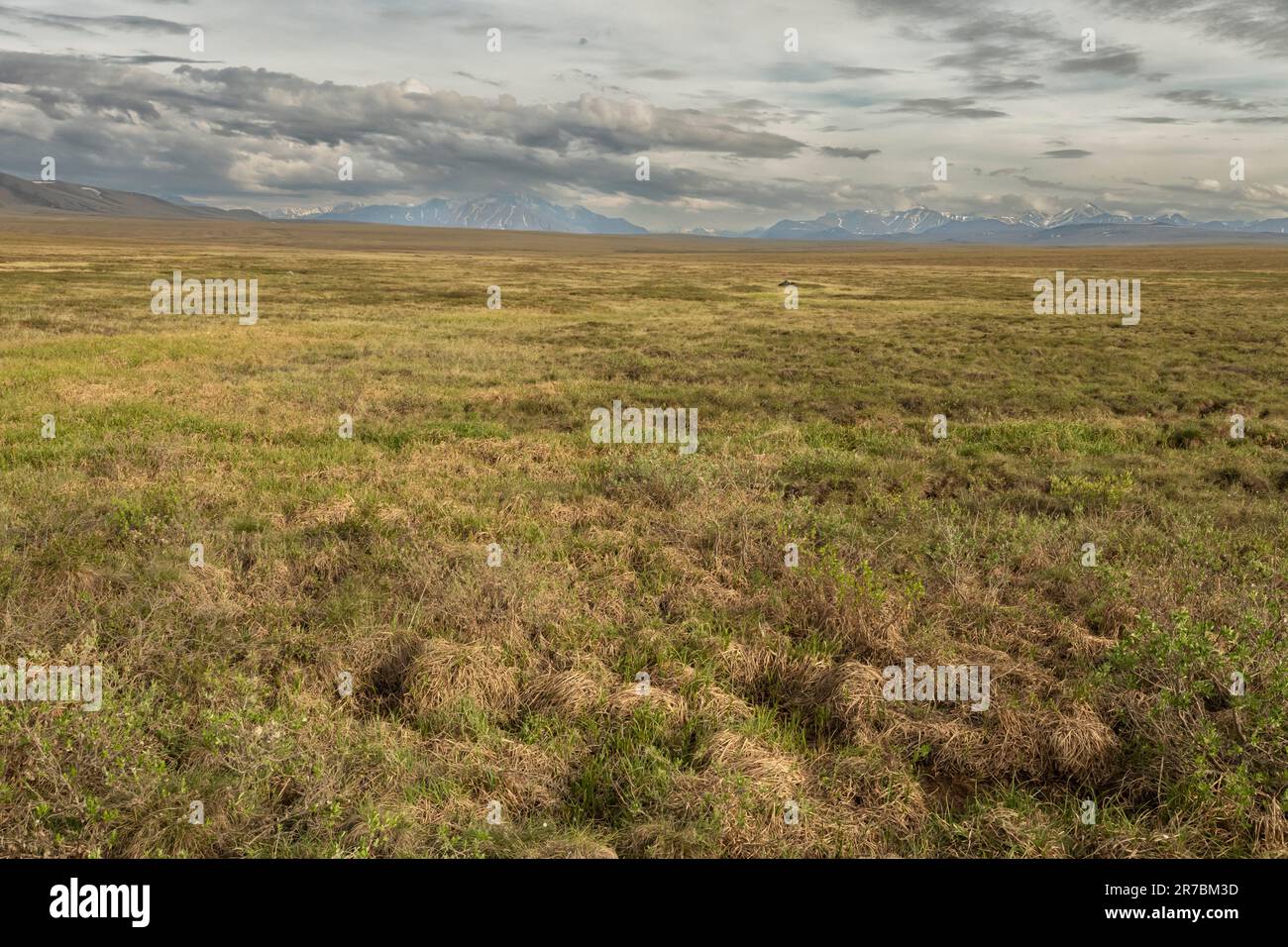 Alaska tundra hi-res stock photography and images - Alamy