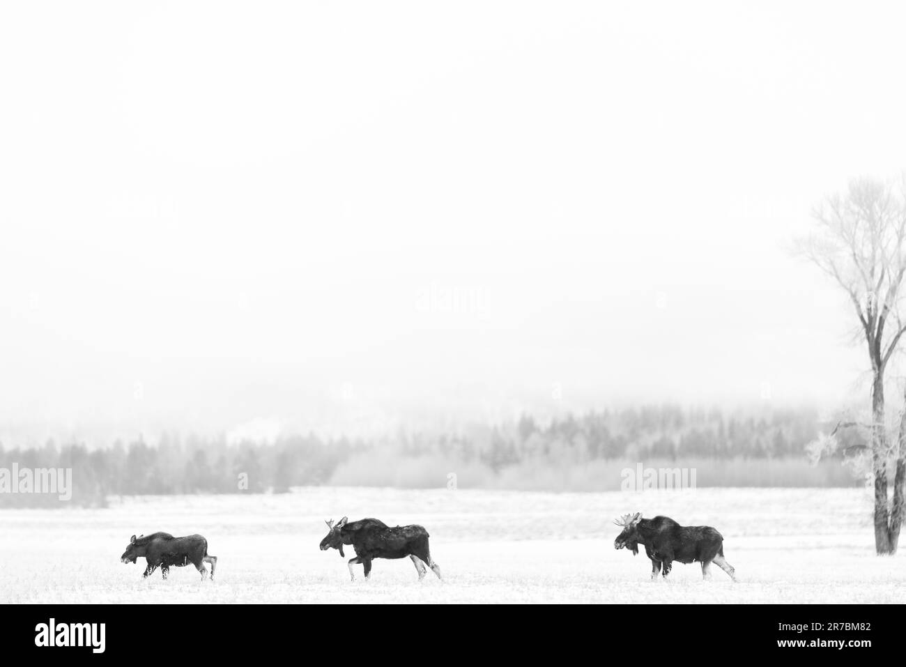 A group of moose on a snow-covered pasture in a monochromatic setting ...