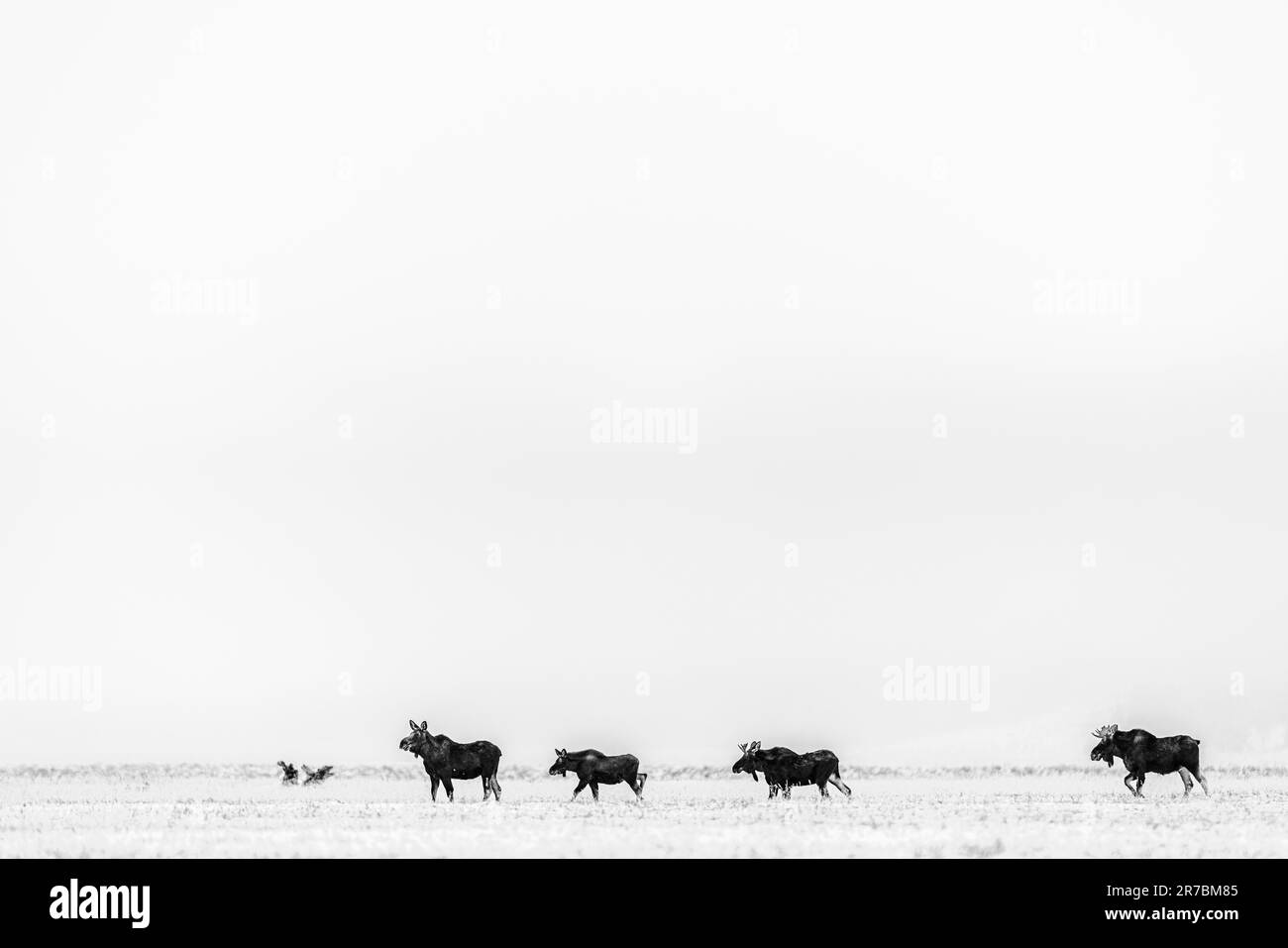 A group of moose on a snow-covered pasture in a monochromatic setting ...