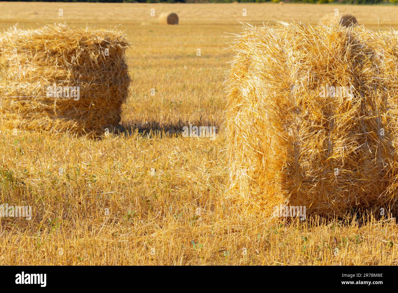 Golden hay bales in countryside Stock Photo - Alamy